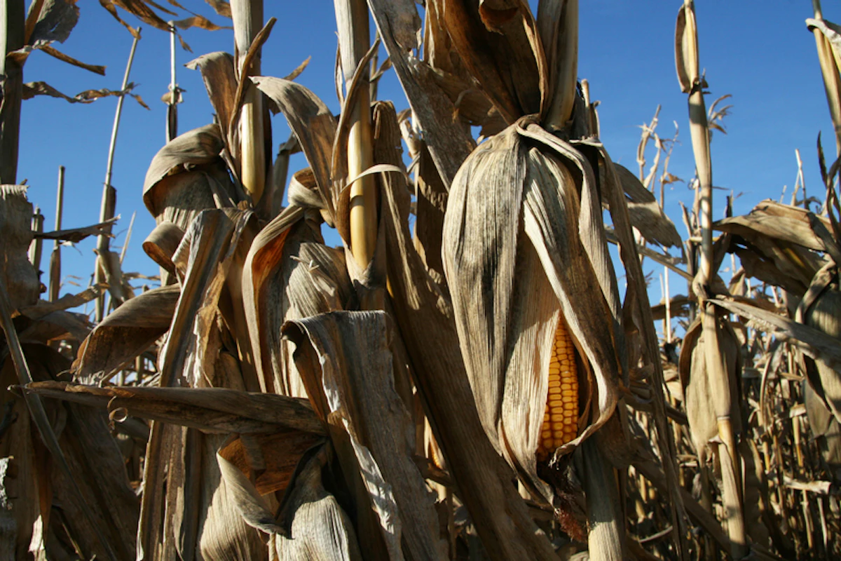 MnDOT paying farmers for standing corn stalks | Equipment World