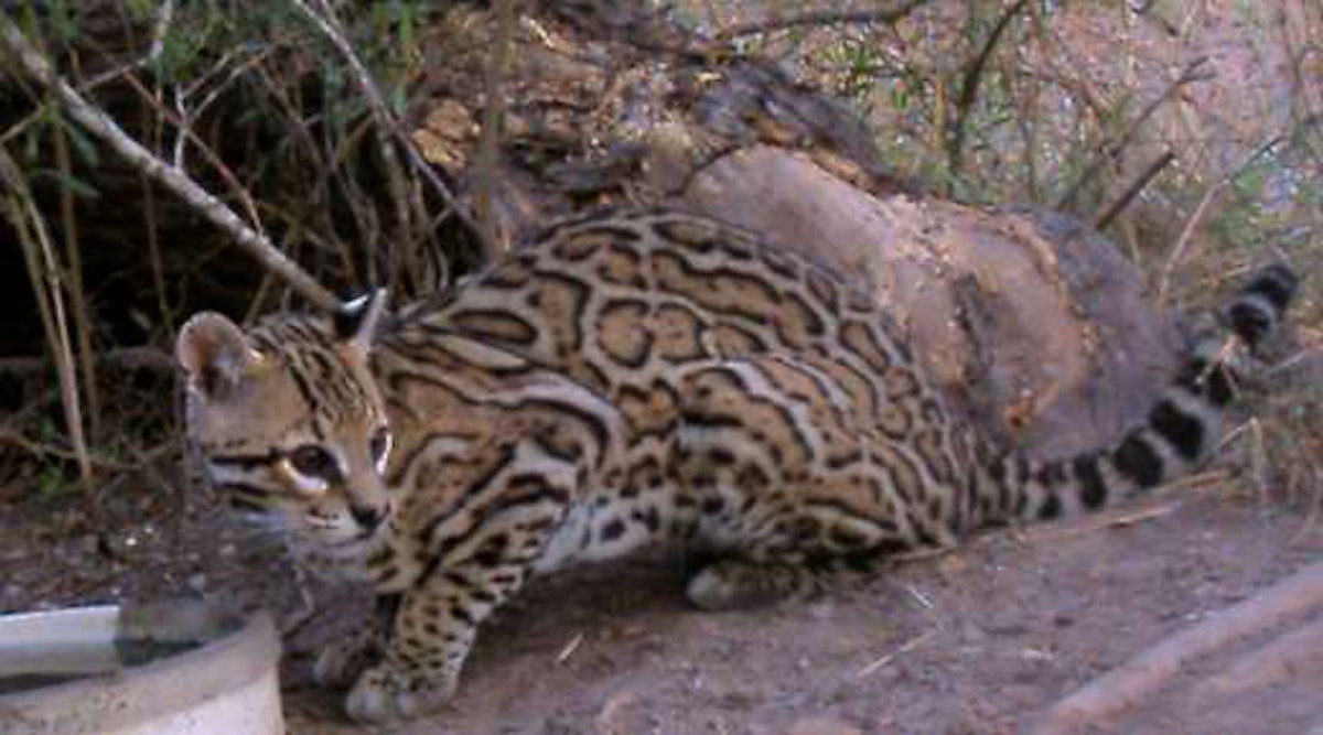 TxDOT teams up with the U.S. Fish & Wildlife Service to protect ocelots ...