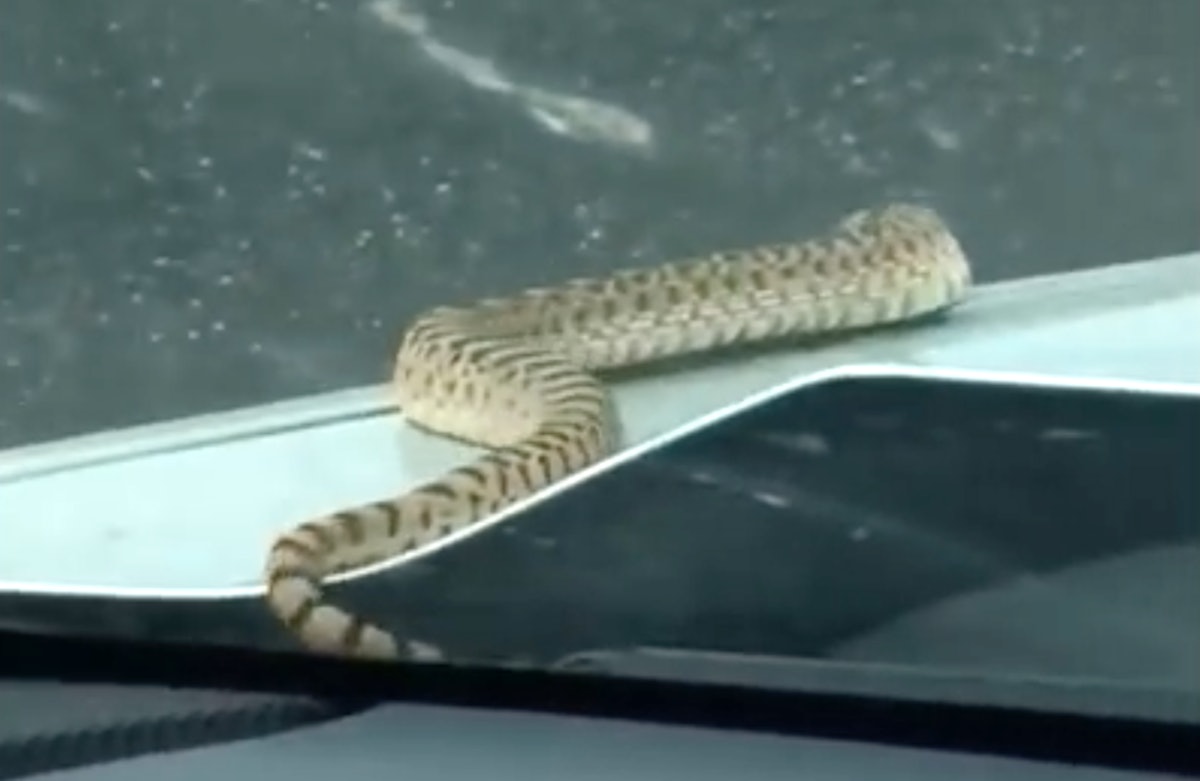 Guys beg snake that just slithered from hood of moving pickup to please ...